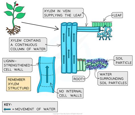 Transpiration Stream Diagram Water And The Transpiration Pull