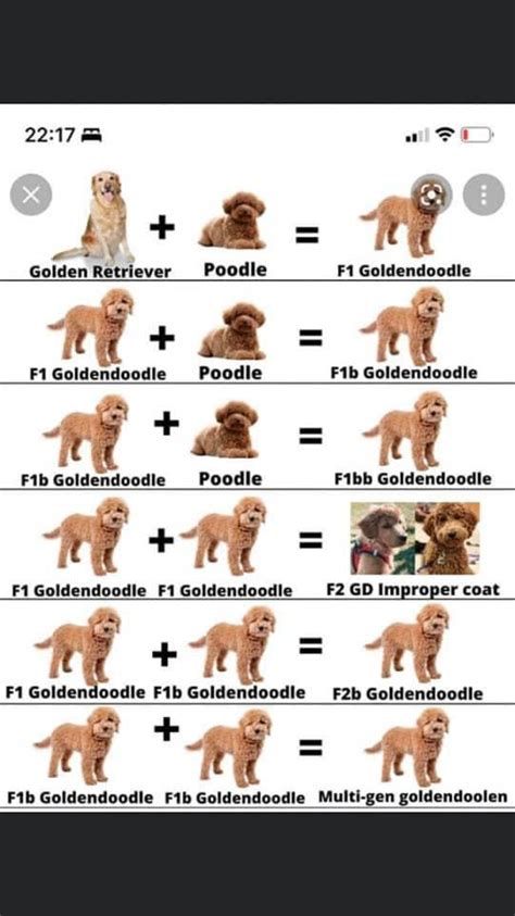 Cockapoo Generations Made Easy F1 F1b F1bb F2 F2b F2bb F3 Multigen Artofit