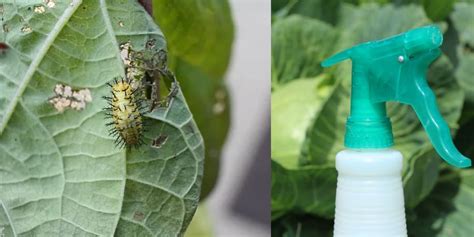 The Ultimate Guide To Secret Vegetable Pest Control Natural Garden Tips