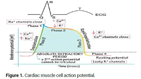 Jcnp Cardiac