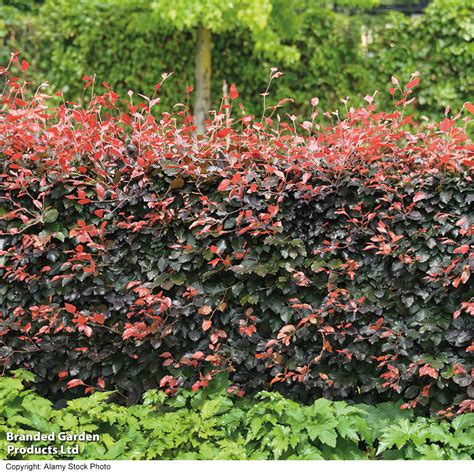 Copper Beech Hedging Dobies