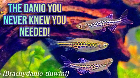 Gold Ring Danio Care 7 Secrets For A Thriving Aquarium