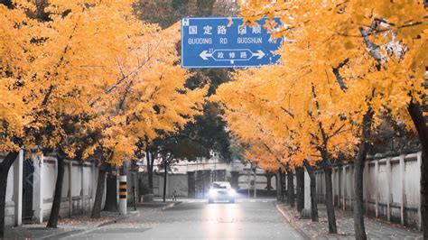 Ginkgo Leaves On The Road In Autumn In Shanghai Background Shanghai