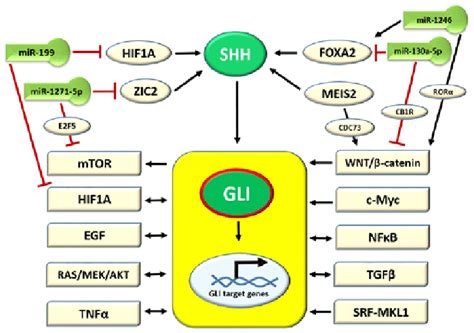 Shh Pathway Genes At Helen Papp Blog