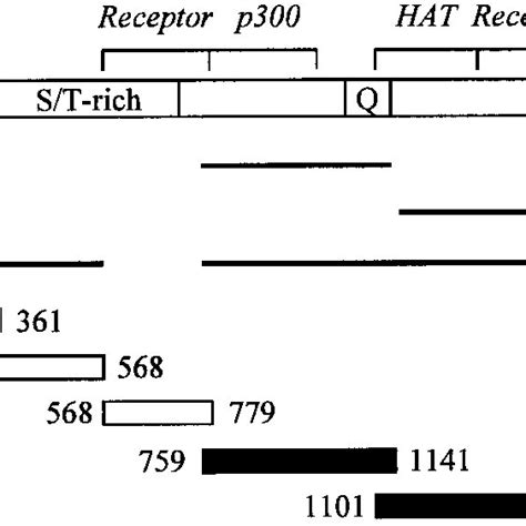 Schematic Representation Of The Src 1 Constructs The Full Length Human Download Scientific