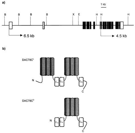 A Dac78c Genomic Locus Filled Boxes Protein Coding Exons Unfilled