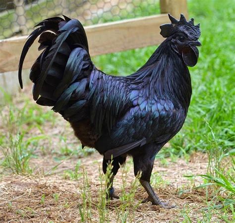 Ayam Cemani A Rare Chicken Breed That Is Black Inside Out Amusing Planet