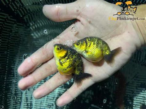 Cá Ranchu Mini Giá Bao Nhiêu 2024 Những Lưu ý Khi Nuôi A Z