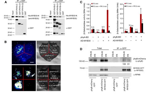 Figure 1 From Myb30 Is A Key Negative Regulator Of Arabidopsis