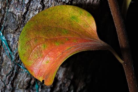 Persimmon Leaf Fall Free Photo On Pixabay