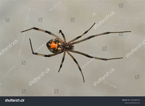 Venomous Brown Widow Spider