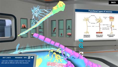 Microanatomy Of A Neuron Build Your Own Neurons Labster Virtual Labs