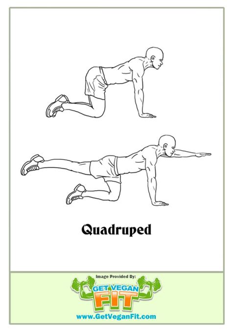 Quadruped Back Exercise Illustration Back Exercises Exercise Backs