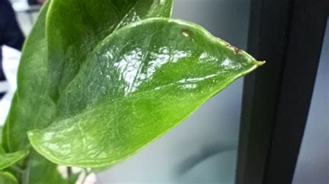 مقایسه ردمی نوت ١٣ و گلکسی A35؛ بهترین گوشی با کمتر از ١۵ میلیون