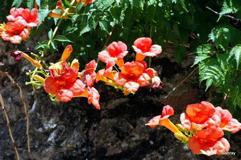 En Tolosan Les Fleurs De La Bignone