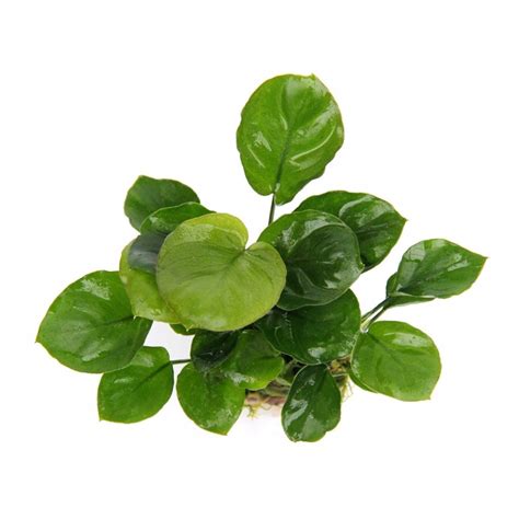 Saxon Anubias Coin Leaf
