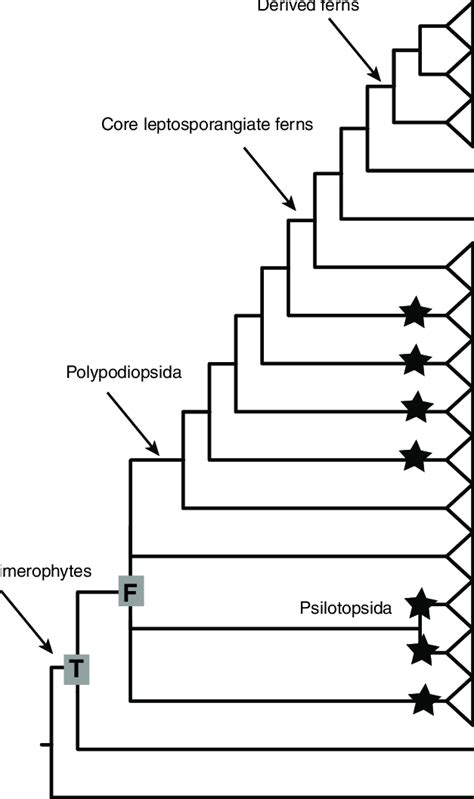 1 Phylogeny Of Ferns Illustrating The Current Uncertainty About The