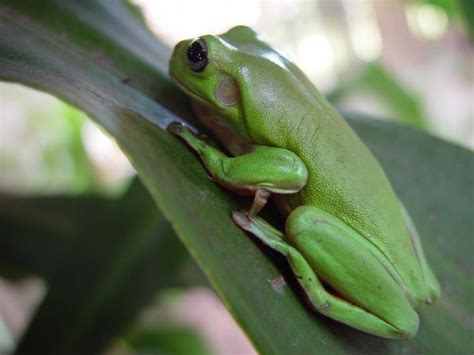 Free Picture Frog Leaf Eardrum