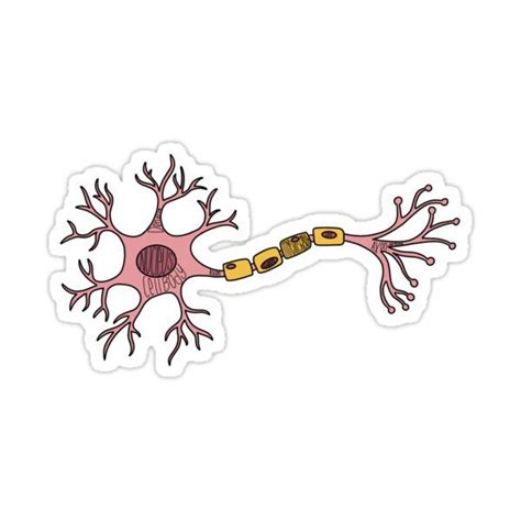 Labeled Nerve Cell Anatomy Sticker By Katherine Winner Artofit