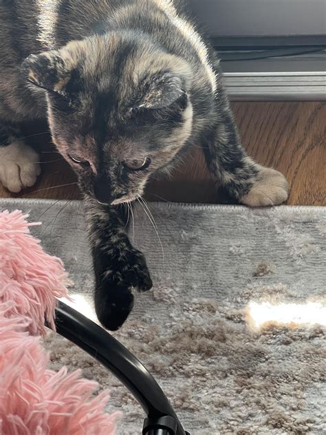 My Polydactyl Enjoying Her Catnip Ball Rpolydactyl