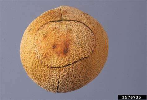 Rhizoctonia Damping Off Blight And Rot Rhizoctonia Solani Jg Kühn