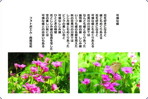 可憐な蝶 ポエムワールド 西尾征紀（nishio Masanori）