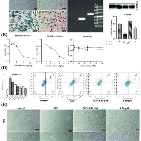 The Mp Treated Chondrocytes Showed Ecm Degradation And Apoptosis A Download Scientific