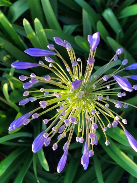 My Shot Addis Ababa Tirufat Mekuria