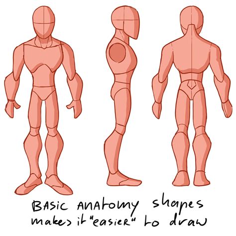 Learning Drawing Principles Character Model Sheet Character Design
