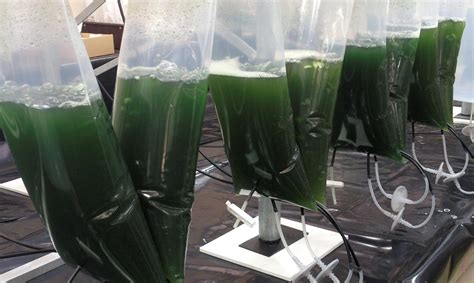 Modified Microalgae Converts Sunlight Into Va Eurekalert