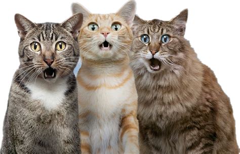 Real Cat Png Image Background