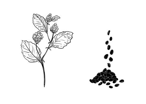 6 Babchi Seeds Stock Vectors And Vector Art Shutterstock