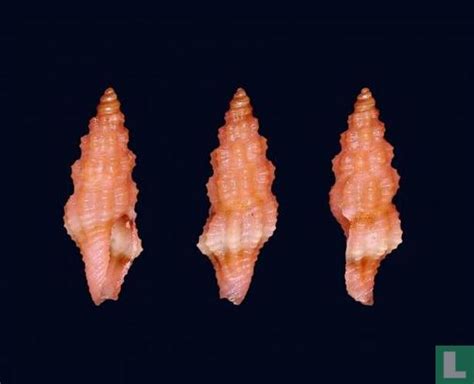 Lienardia Roseangulata Schelp Lastdodo