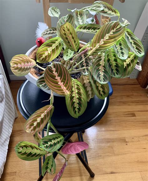 Basics Of How To Propagate Prayer Plant Of All Time Learn More Here