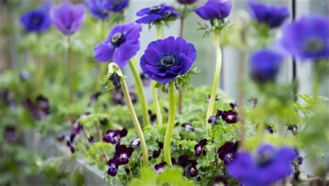 아네모네 꽃말 색깔별 뜻은 보라색 빨간 흰색 파란 가격 네이버 블로그