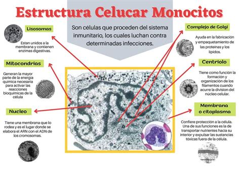 Estructura Celular De Los Monocitos Alejandra Bedoya Cuya Udocz