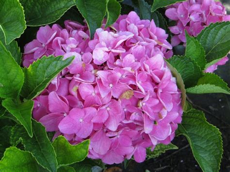 Hydrangea Macrophylla Cityline® Venice Pp10928 Riggins Nursery Llc