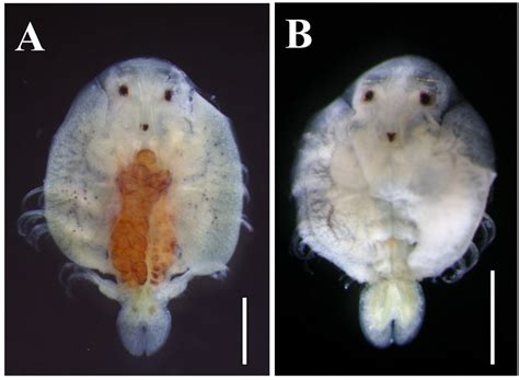 Argulus Japonicus Thiele 1900 From Freshwater Minnow Opsariichthys Download Scientific
