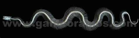 Boa Constrictor 2015b 120 Cm Skeleton Galileo Ramos Art With Skeletons
