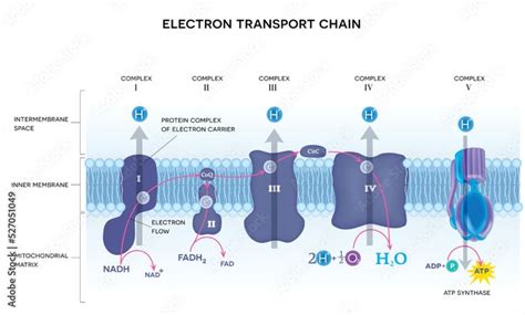 Oxidative Phosphorylation Generating Energy In Mitochondria