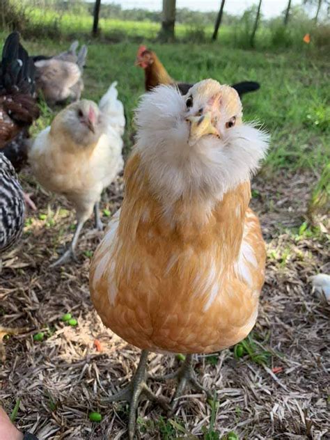 Easter Egger Chicken Eggs Artofit