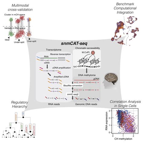 Single Nucleus Multi Omics Identifies Human Cortical Cell Regulatory Genome Diversity Cell Genomics