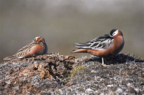 Grey Phalarope Norsk Polarinstitutt
