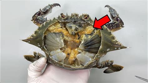 간장게장은 생식소입니다ㅠ 꽃게 해부 Youtube