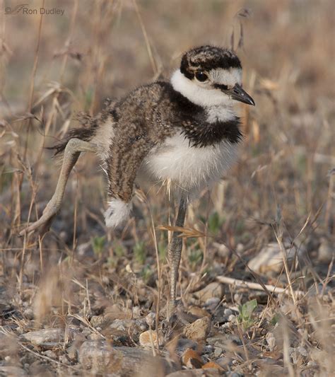 Killdeer Chick With An Extra Dose Of Personality Feathered Photography