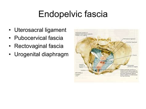 Female Genital Tract Anatomy Pdf