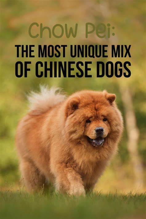 100 Cockapoo Names Name Ideas As Sweet As This Breed Artofit