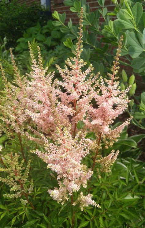 Growing Astilbe False Spirea How To Grow And Care For Astilbe