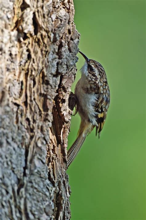 Brown Creeper Bird Photography
