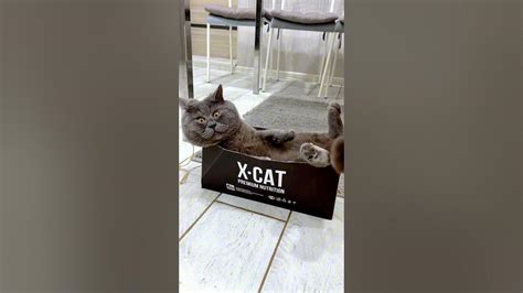 Постой! Я ещё не все ляжки тебе понадкусывал! #котики #смешныеролики # ...